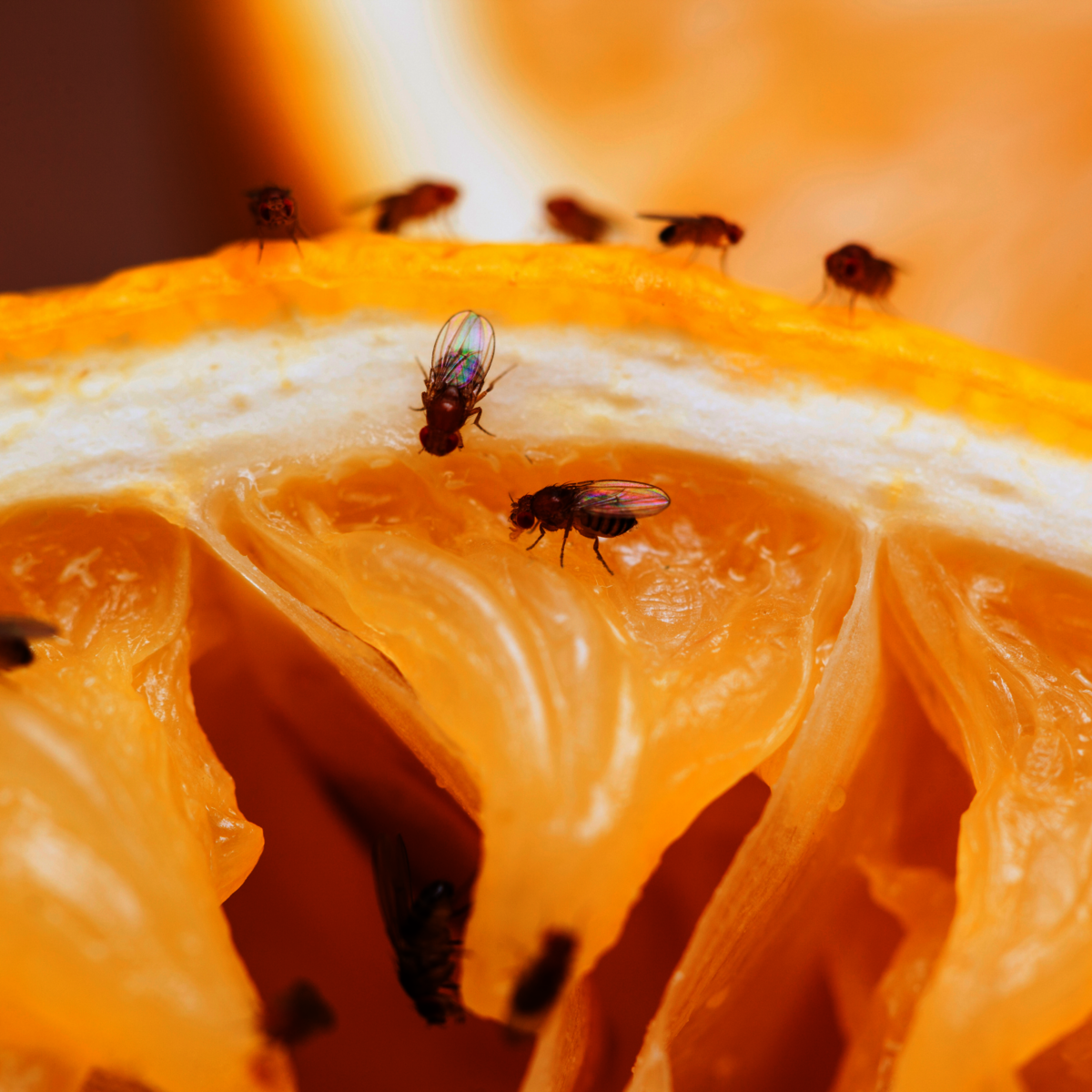 Battling Small Fly Infestations