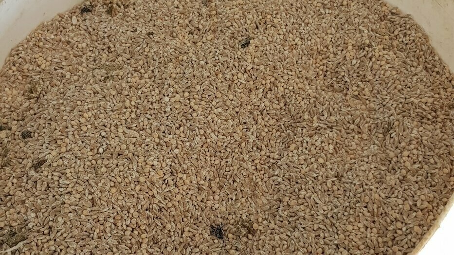 Stored Product Pests | CDI Pest Management