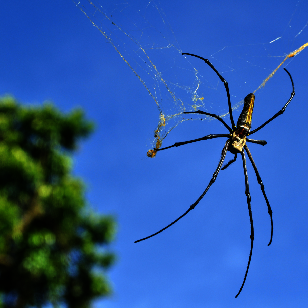 Common Spiders in SEQ